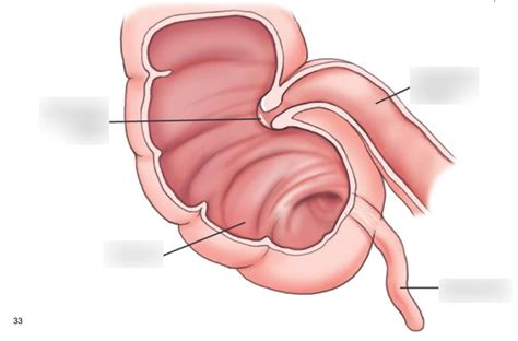 Cecum And Terminal Ileum Anatomy Diagram Quizlet