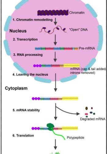 What Is The Difference Between Gene Expression And Gene Regulation Gene Expression Biology