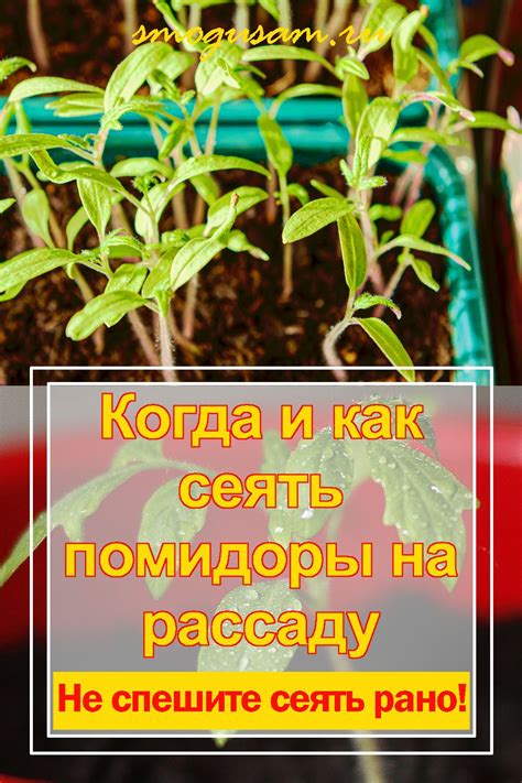 Как посеять семена помидоров на рассаду. Когда и как лучше производить ...