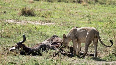 Exploring The Complex Interactions Between Predator And Prey In Natural