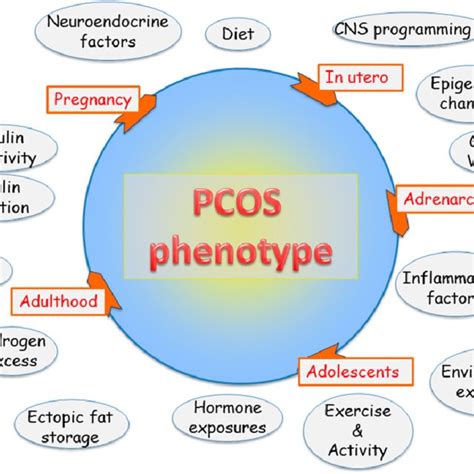 Factors Contributing To Pcos Phenotype Pcos Encompasses A Womans Life