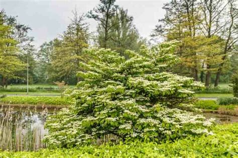 Viburnum Varieties And Growing Tips For Vibrant Gardens