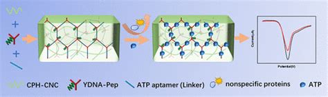Antifouling Electrochemical Biosensor Based On Conductive Hydrogel Of Dna Scaffold For