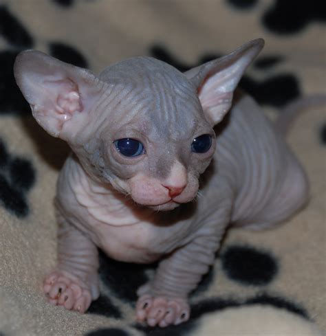 Cute Sphynx Kittens Photos