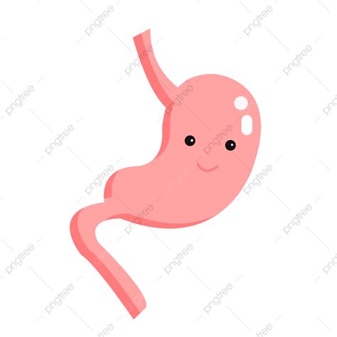 Human Stomach Clipart Vector Cartoon Hand Drawn Human Organ Stomach