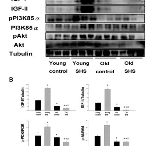 Decline In Insulin Like Growth Factors Igf I And Igf Ii And Pi3kakt Download Scientific
