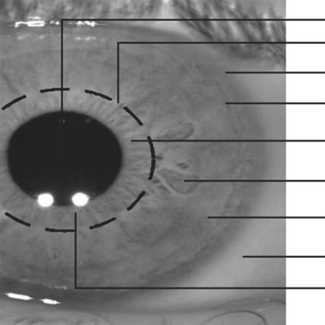 Block Diagram Of An Iris Recognition System Download Scientific Diagram