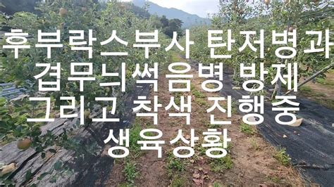 후부락스부사탄저병과겹무늬썩음병방제그리고착색진행중생육상황 240926목경남거창남상오계후부락스부사 손범규농합농법 농합면역플러스농합탄농합색깔박사 상담010 7258