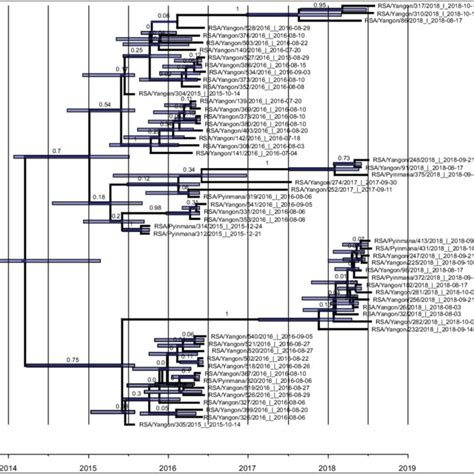 Time Scale Phylogenetic Tree Of The Human Respiratory Syncytial Virus Download Scientific