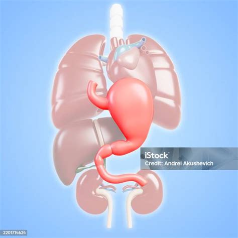 3d 인간 내부 장기 신체 해부학 배너 만화 의료 포스터 빨간 위 심장 폐 간 및 신장 파란색 렌더링 배경 건강 관리 및 교육 개념 3차원 형태에 대한 스톡 사진 및 기타