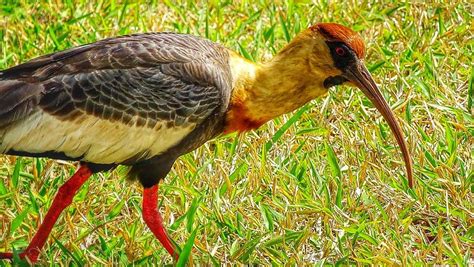 A Ave Curicaca é Comum Em áreas Semiabertas E Beiras De Matas