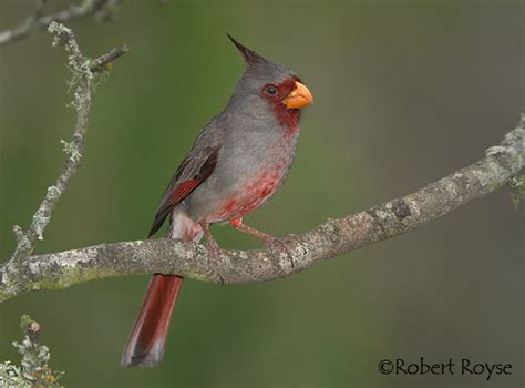 Pyrrhuloxia
