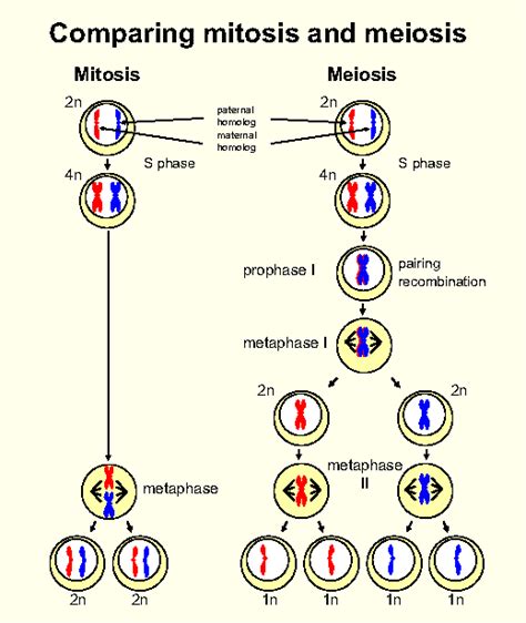 Mitosis Vs Meiosis Haploide Diploide