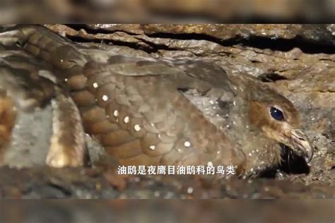 这种鸟被誉为行走的油包因为太肥胖所以被印人捉住熬油吃 印人 因为 行走