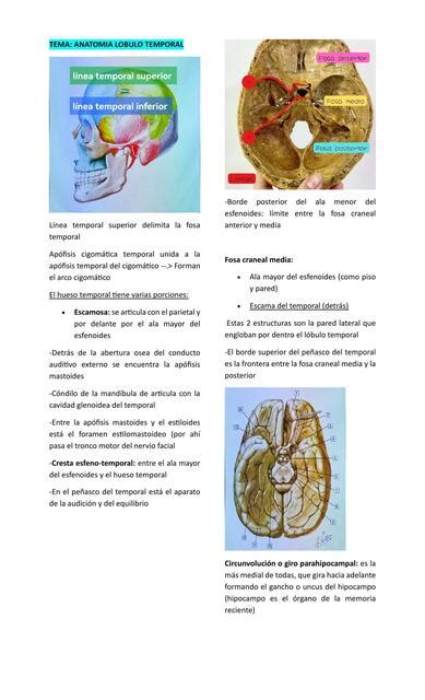 Anatomia Lobulo Temporal Sergio Alexander Udocz
