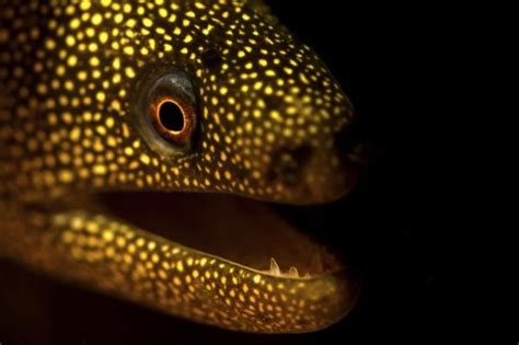 Weird Animal Sex Facts From The Detachable Penis To Toxic Semen Metro