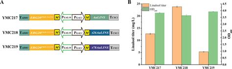Enhancement Of Linalool Production In Saccharomyces Cerevisiae By