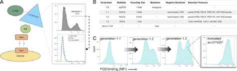 Yeast Display And Directed Evolution Of Sc V1v2 3 A Schematic Of