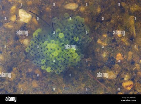Frog Eggs At Natural Swimming Pool Pond Using Plants For Filtering Water Without Chemicals