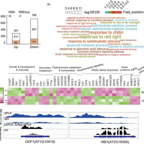B‐cutandtag‐qpcr Validates Tf‐dna Binding For Known Target Sites In Download Scientific Diagram