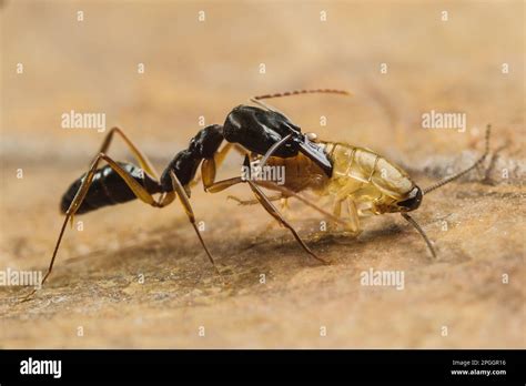 Snapping Jaw Ant Snapping Jaw Ants Other Animals Insects Animals