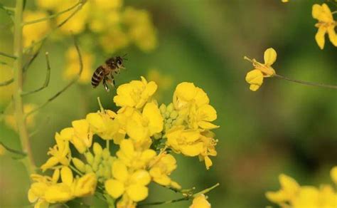 影像志看蜜蜂在油菜花丛中飞是不是春天马上要来 融安县