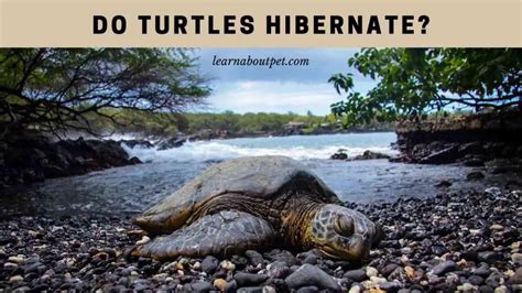 Do Turtles Hibernate 9 Interesting Turtle Brumation Facts