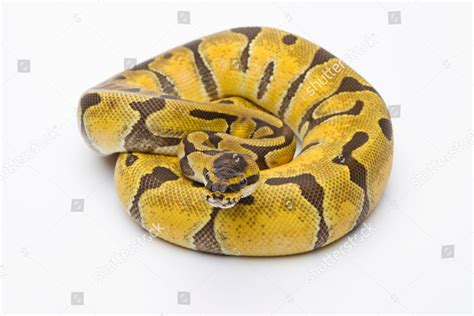 Royal Python Python Regius Super Enchi Editorial Stock Photo Stock Image Shutterstock