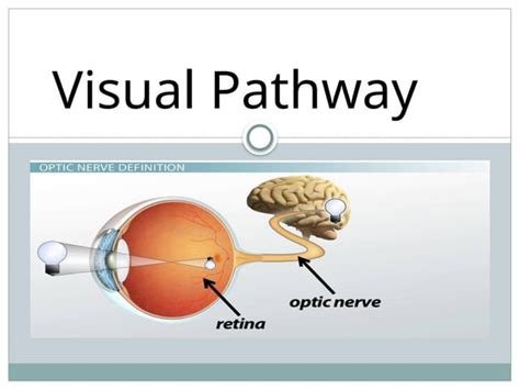 Visual Pathway In Human Beings Pptx