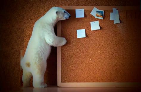 How To Build Applications With Django And Snowflake By Felipe Hoffa