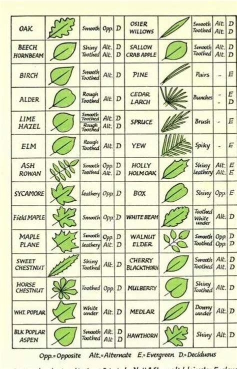 Printable Tree Identification Guide Printable Calendars At A Glance