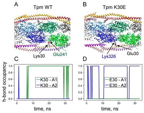 Novel Mutation Lys30glu In The Tpm1 Gene Leads To Pediatric Left