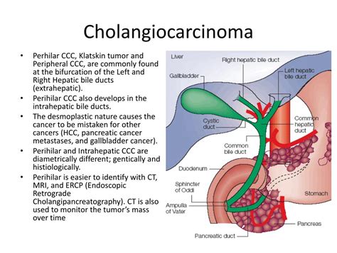 Ppt Monitoring Cholangiocarcinoma With F18 Fdg Petct Imaging Powerpoint Presentation Id Ppt Monitoring Cholangiocarcinoma With F18 Fdg Petct Imaging Powerpoint Presentation Id