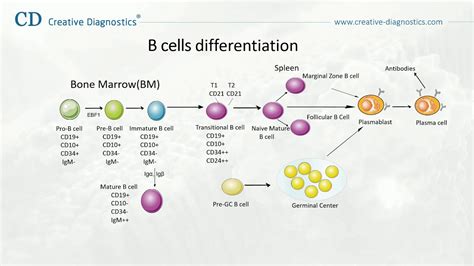 Cell Differentiation Diagram