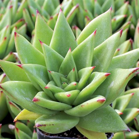 Echeveria Agavoides Lipstick Mountain Crest Gardens