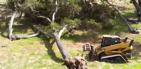 Emergency Tree Removal When To Hire A Pro