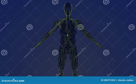 Supporting Cells Neuroglia Or Glial Cells Vector Illustration 47597814