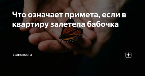 Что означает примета если в квартиру залетела бабочка БЕЛНОВОСТИ Дзен