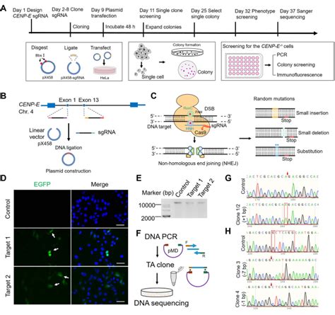 Generation Of Centromere Associated Protein E Cenp E Knockout Cell