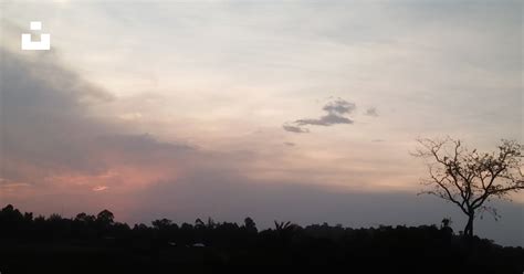 외로운 나무가 저녁 하늘을 배경으로 윤곽을 드러낸다 사진 Unsplash의 무료 해질녘 이미지