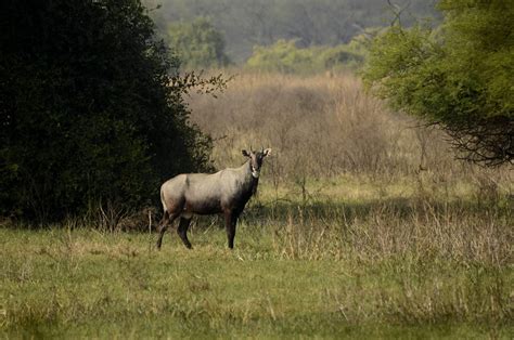 Nilgai Facts And Photos Tydepool
