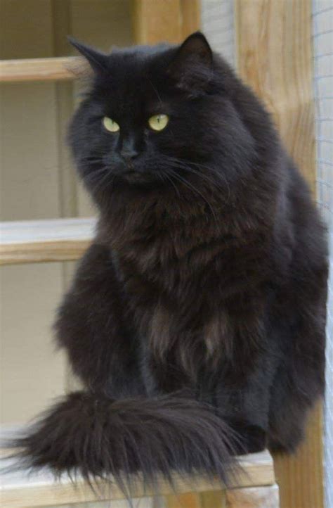 Long Haired Black Cat Breeds At April Langdon Blog