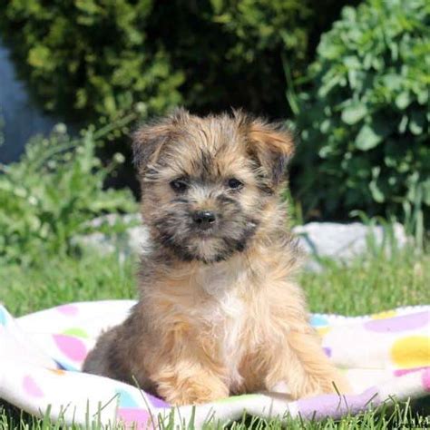 Chi Apso A Chihuahua Lhasa Apso Mixed Breed Guide