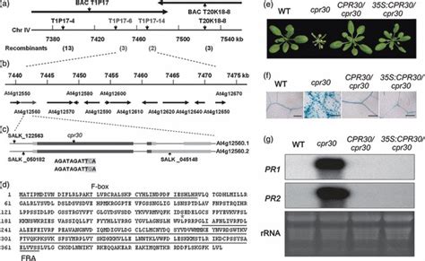 Map Based Cloning Of The Cpr30 Gene And The Complementation Tests A