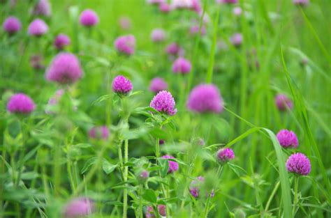 河川敷の夏の花