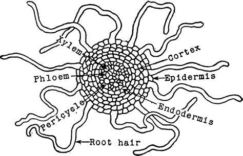 Plant Root Hairs ClipArt ETC