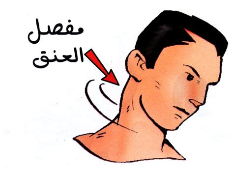 بحث حول الأجزاء الرئيسية لجسم الإنسان دور المفاصل الموسوعة المدرسية