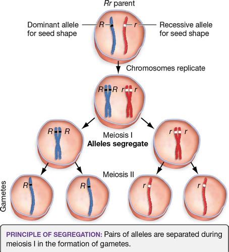 Genetics And Inheritance Flashcards Quizlet