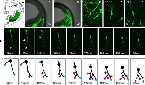 The Stochastic Search Dynamics Of Interneuron Migration Biophysical