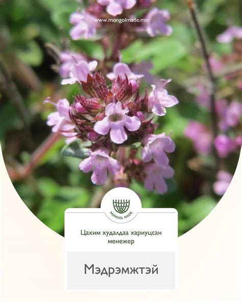 Бадамдоржийн Пунсалмаа Home Facebook